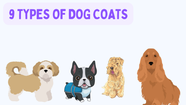 9 Types of Dog Coats - Best Pets Vacuum