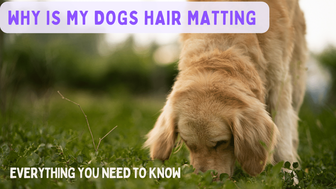 Why Is My Dogs Hair Matting [EVERYTHING YOU NEED TO KNOW] - Best Pets ...